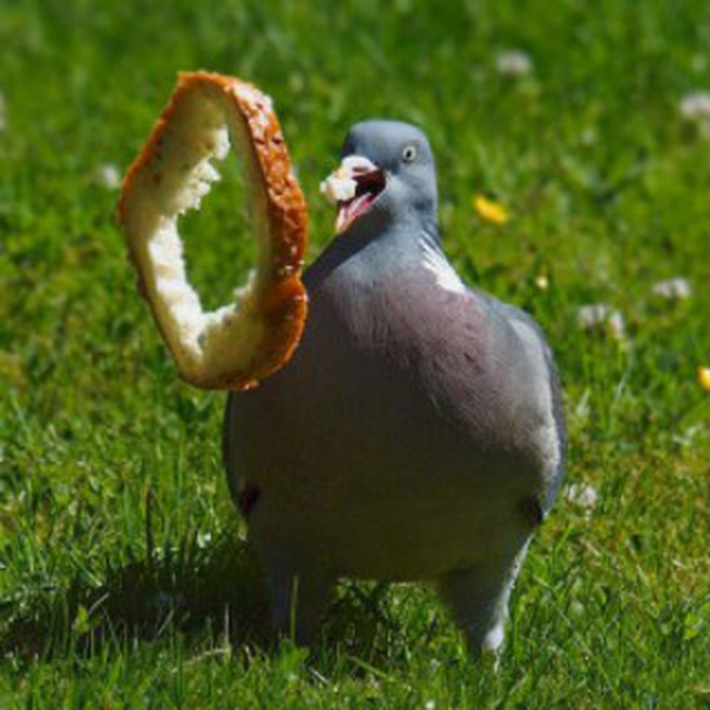 Telegram channel "Bird gifs" — @birdgifs — TGStat