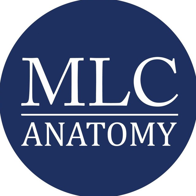 Telegram channel "Anatomy [MLC]" — @mlc_anatomy — TGStat
