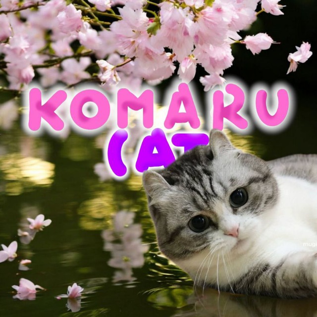 Telegram channel "Komaru cat" — @channelkomaru — TGStat